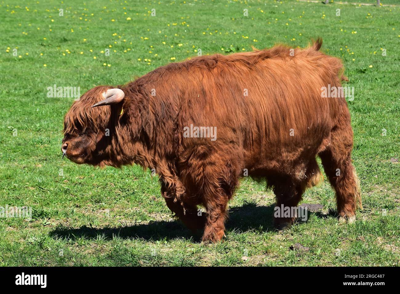 The impressive stature of the breeding bull in Scottish Highland cattle ...