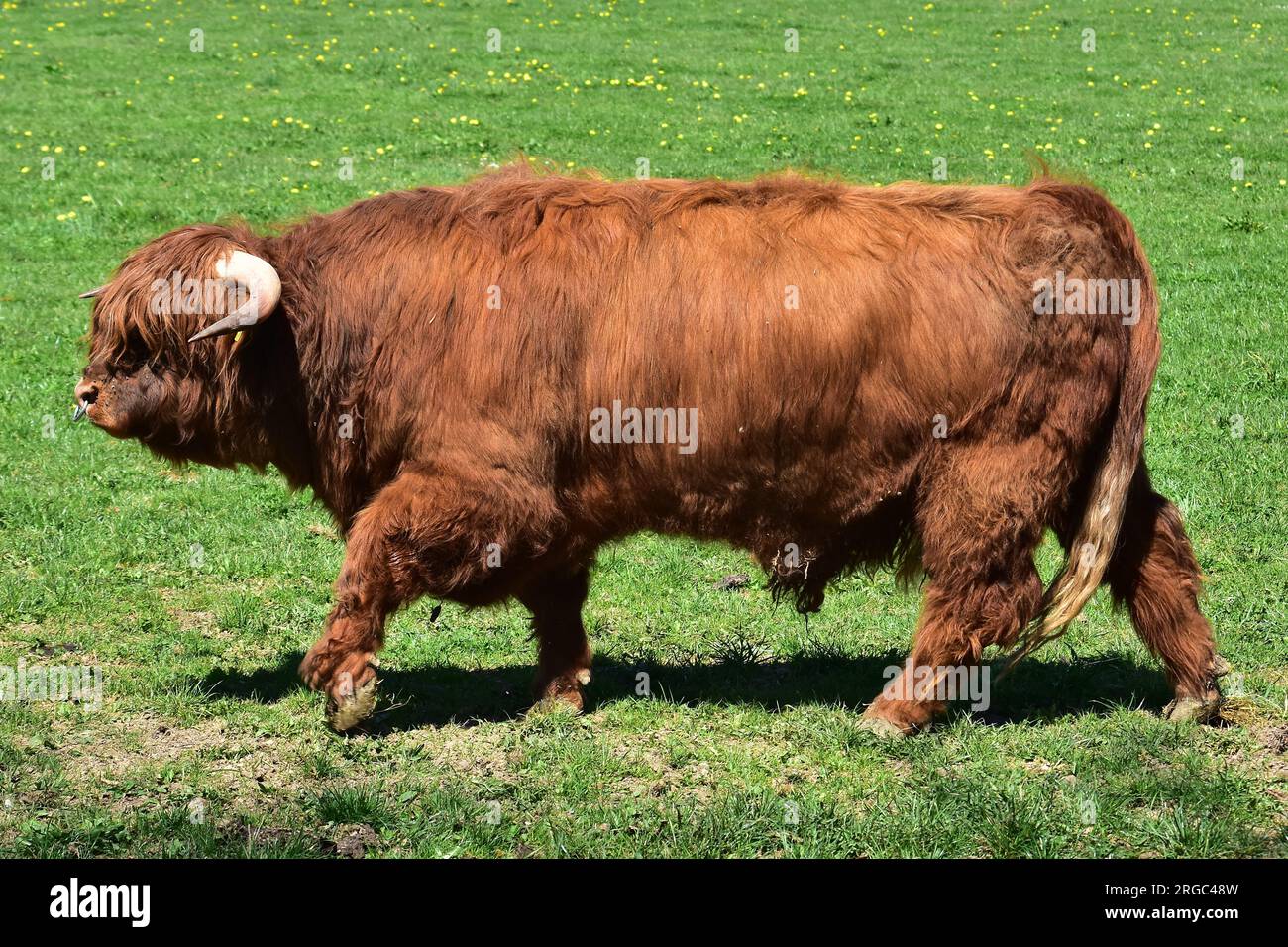 The impressive stature of the breeding bull in Scottish Highland cattle ...
