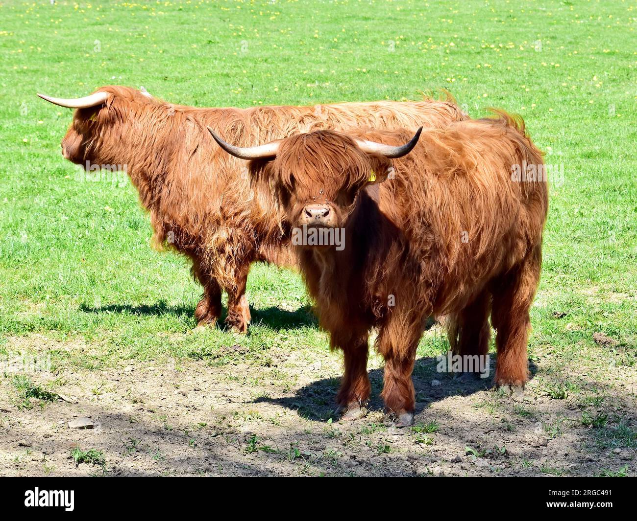 The impressive stature of the breeding bull in Scottish Highland cattle ...