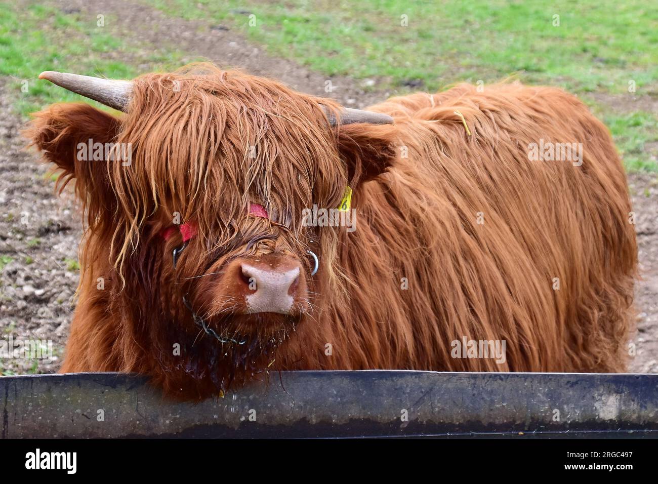 Cattle, cows, Calves - on a pasture Stock Photo - Alamy
