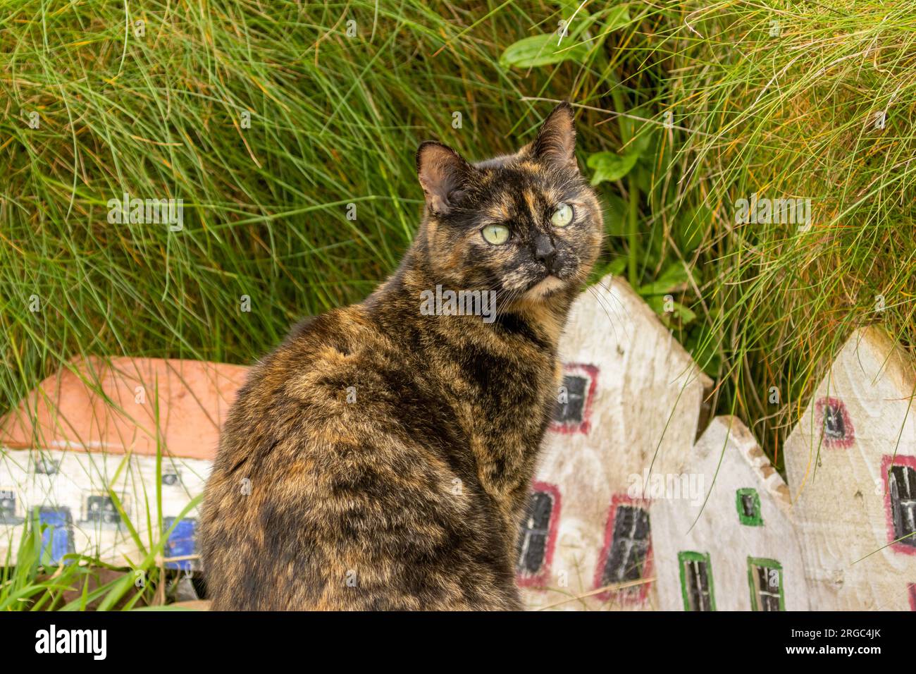 Ginger and brown cat with green eyes Stock Photo - Alamy