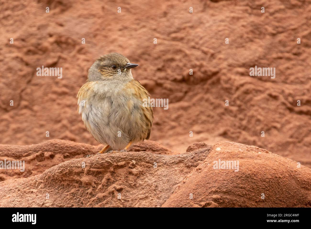 Tiny little baby bird with downy feathers perched on a red rock cliff ...