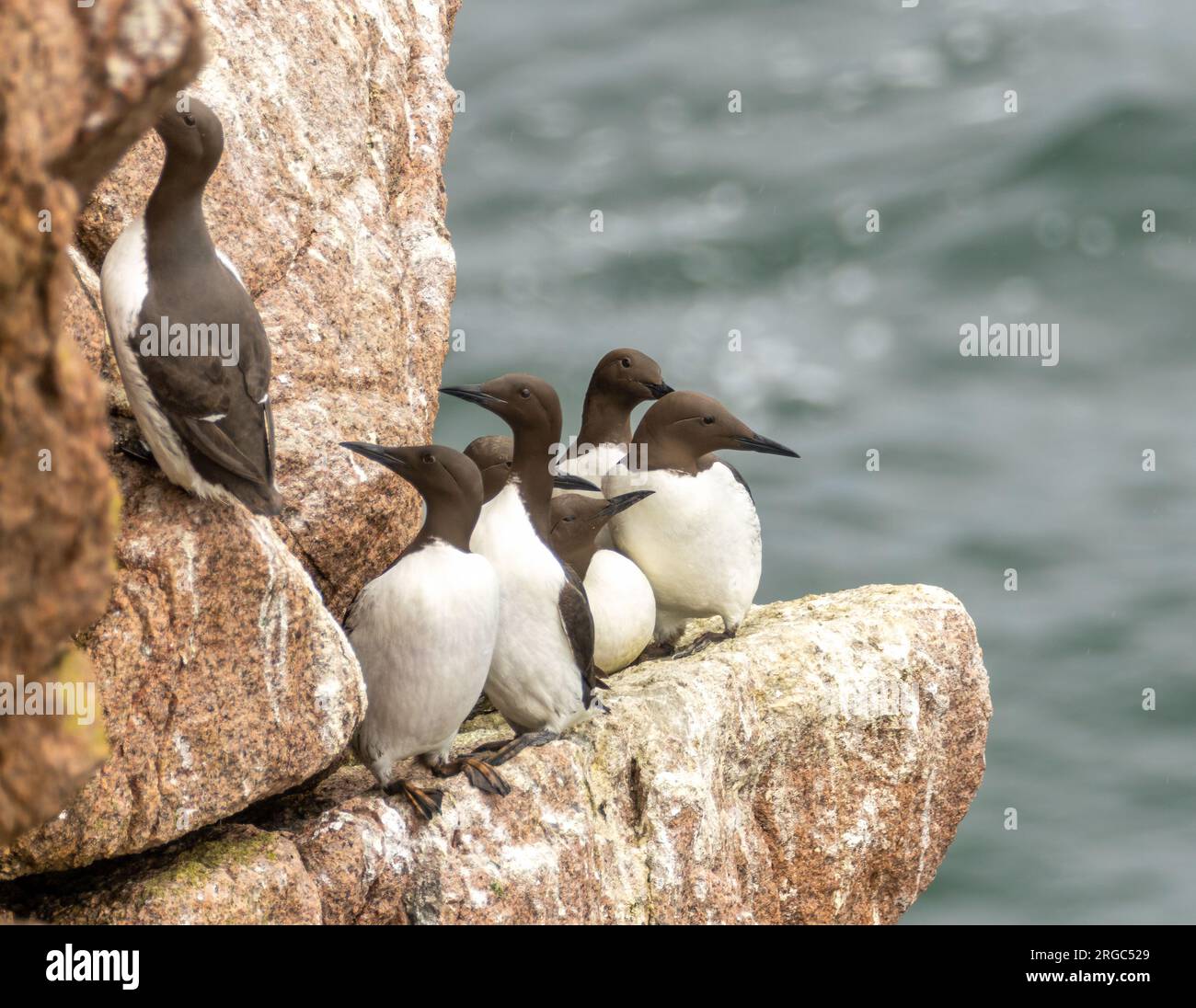 Group of guillemot sea birds gathered together in their breeding ground ...