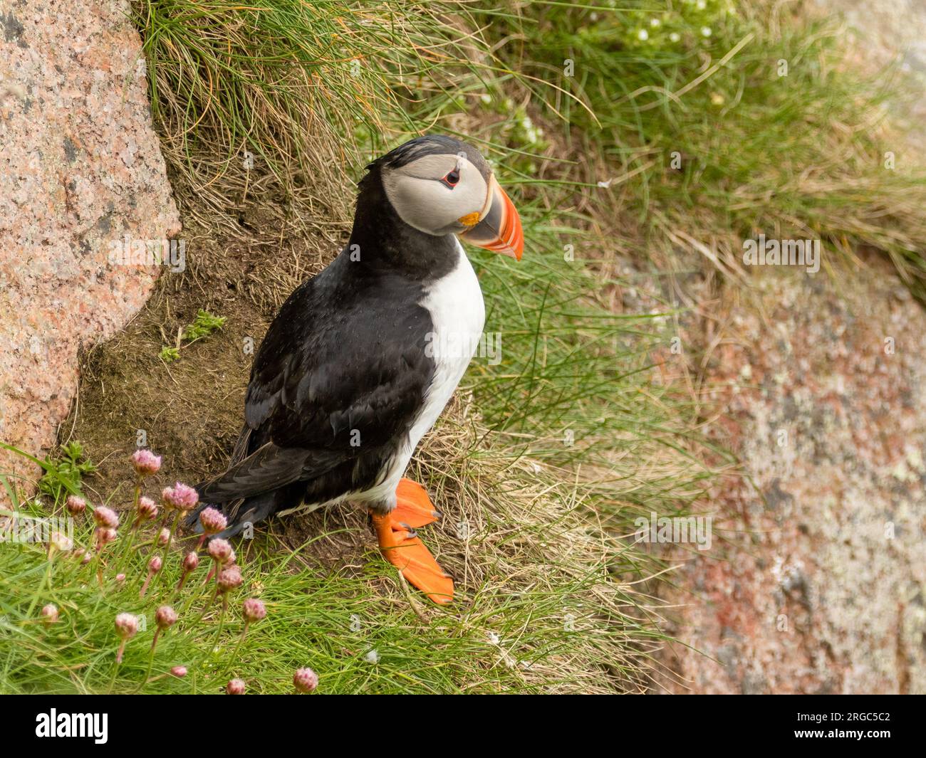 Beautiful clown of the sea, Atlantic puffin, standing in seagrass on ...