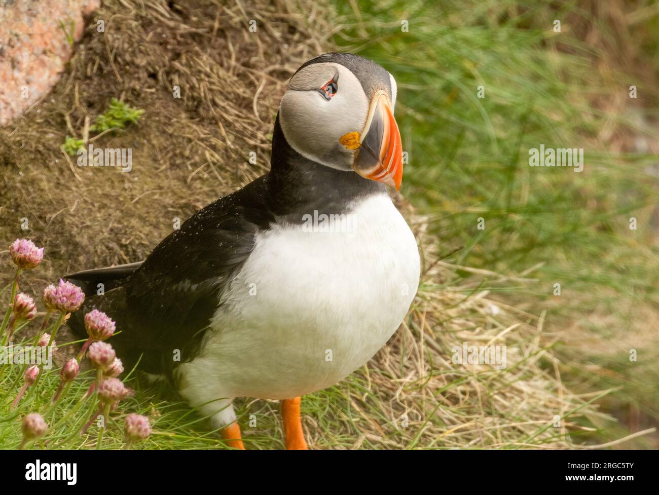 Beautiful clown of the sea, Atlantic puffin, standing in seagrass on ...