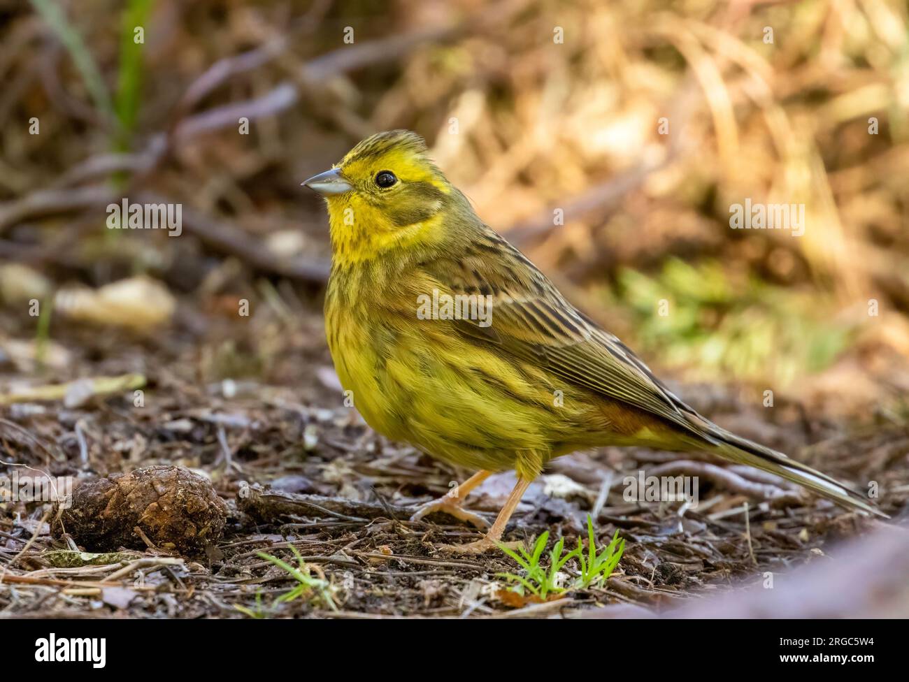 Yellow hammer bird hi-res stock photography and images - Alamy