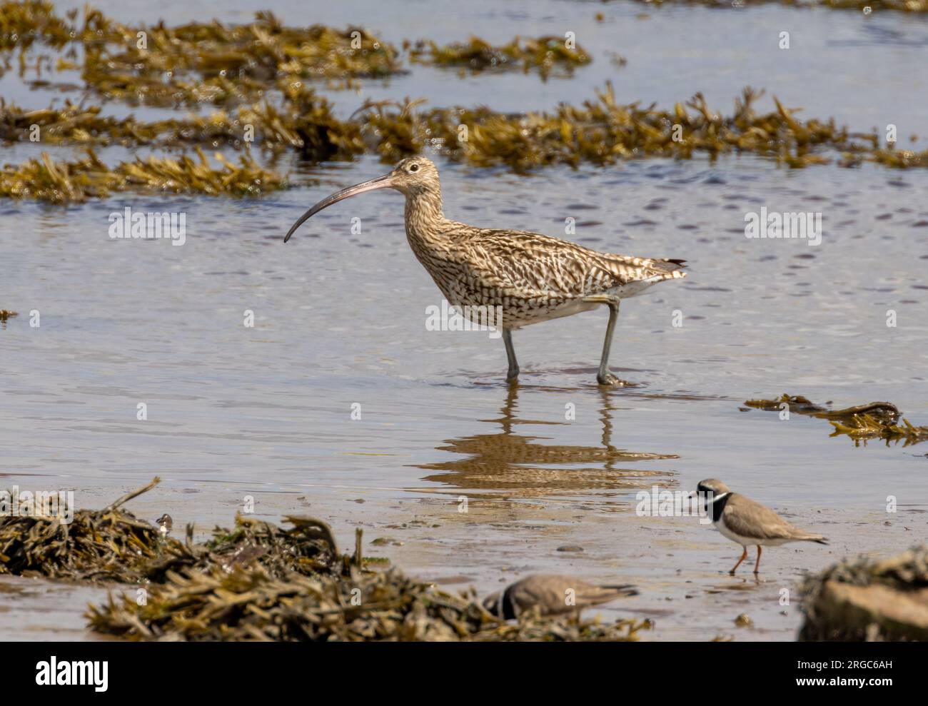 Curlew wading bird on the mudflats searching for food Stock Photo - Alamy