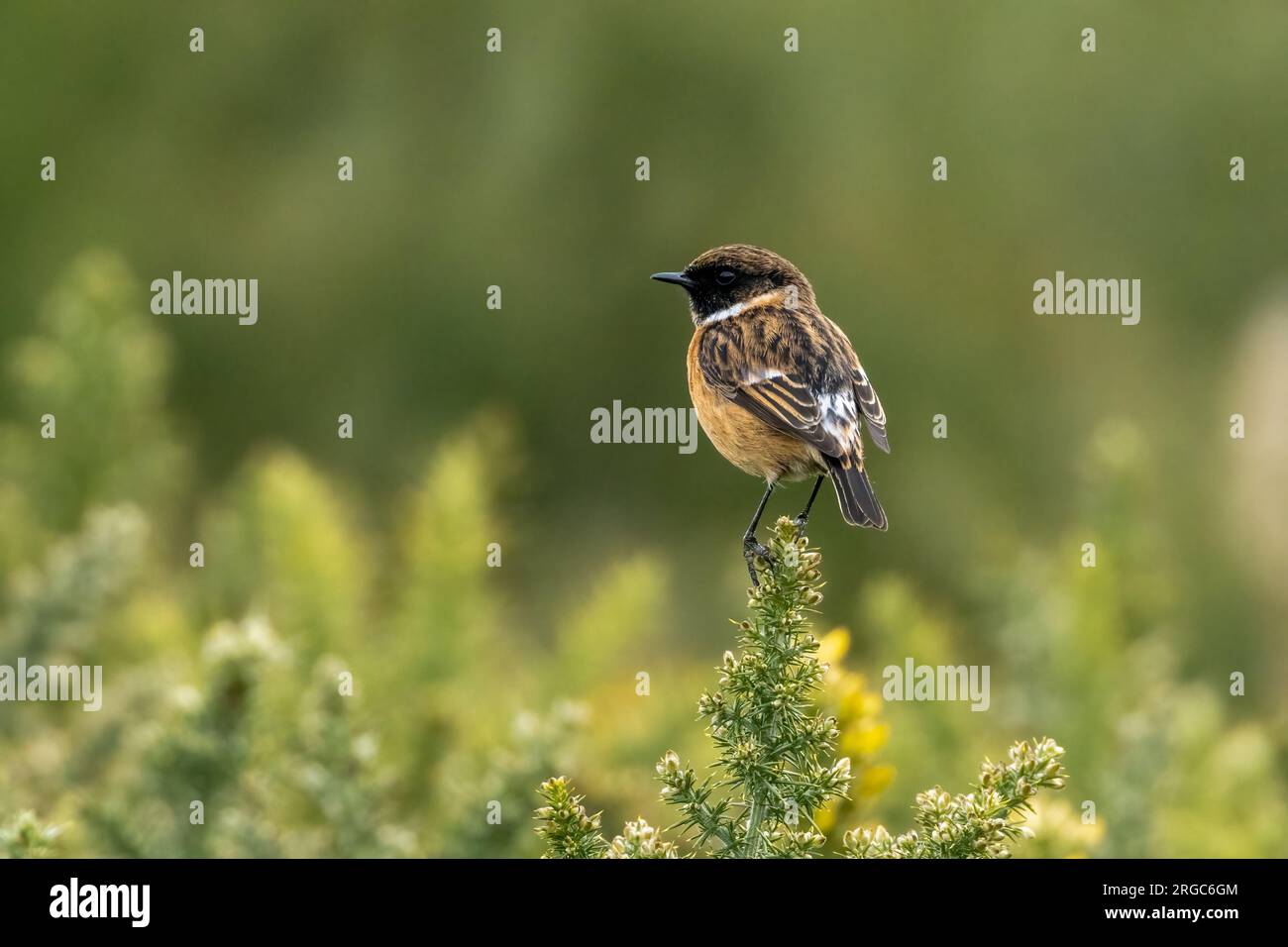 Gorse beautiful hi-res stock photography and images - Alamy