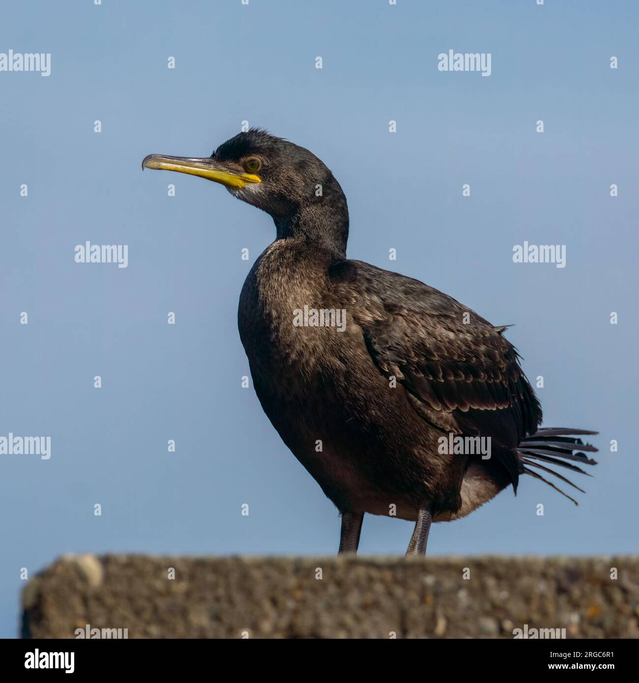 Large cormorant seabird standing on a harbour wall Stock Photo - Alamy