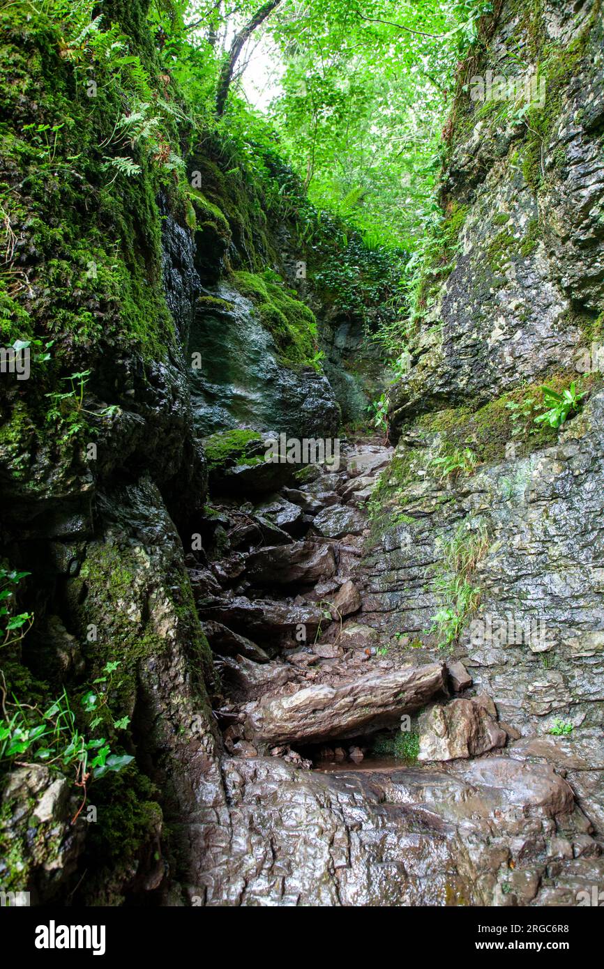 Ebbor Gorge, in Somerset, England Stock Photo - Alamy