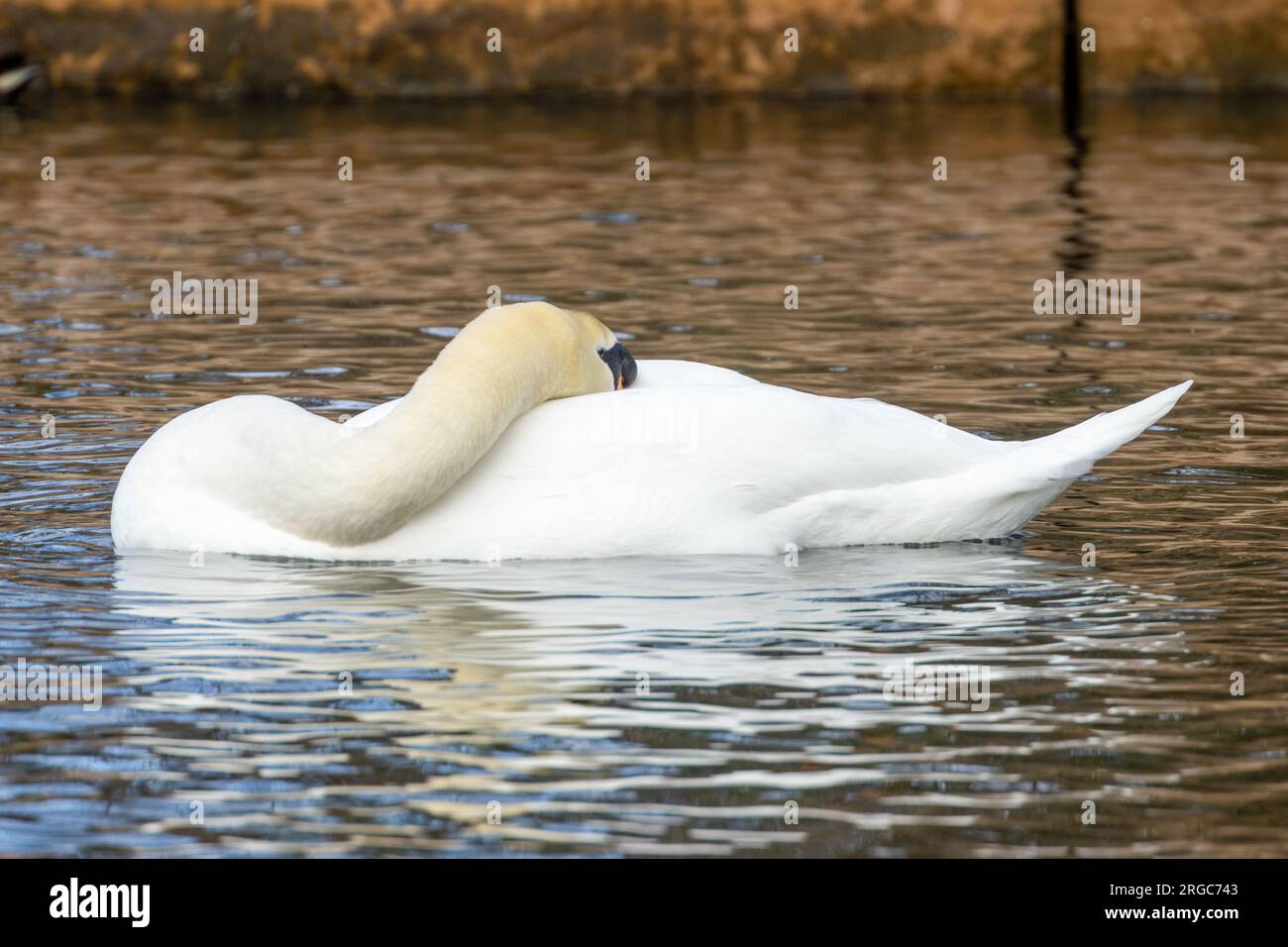 Mute swam sleeping with head tucked under wing on a pond Stock Photo ...