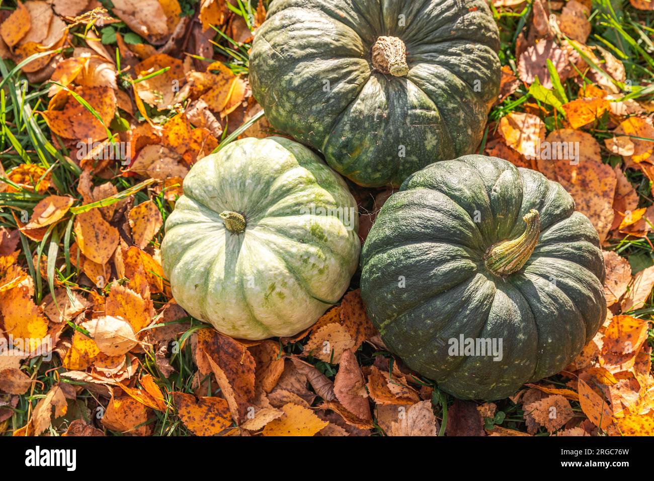 October Pumpkins And Leaves