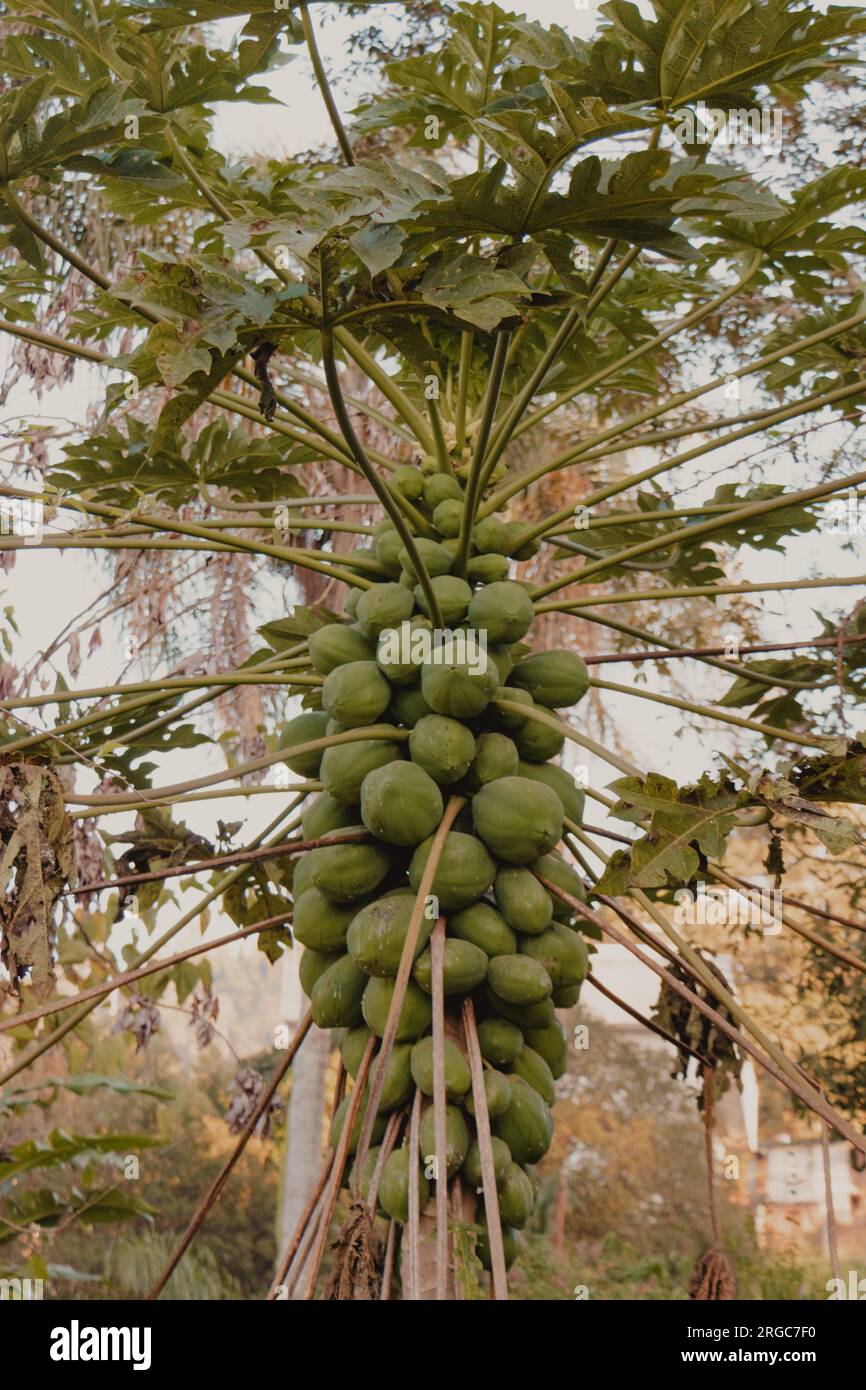 papaya fruits at the tree Stock Photo - Alamy