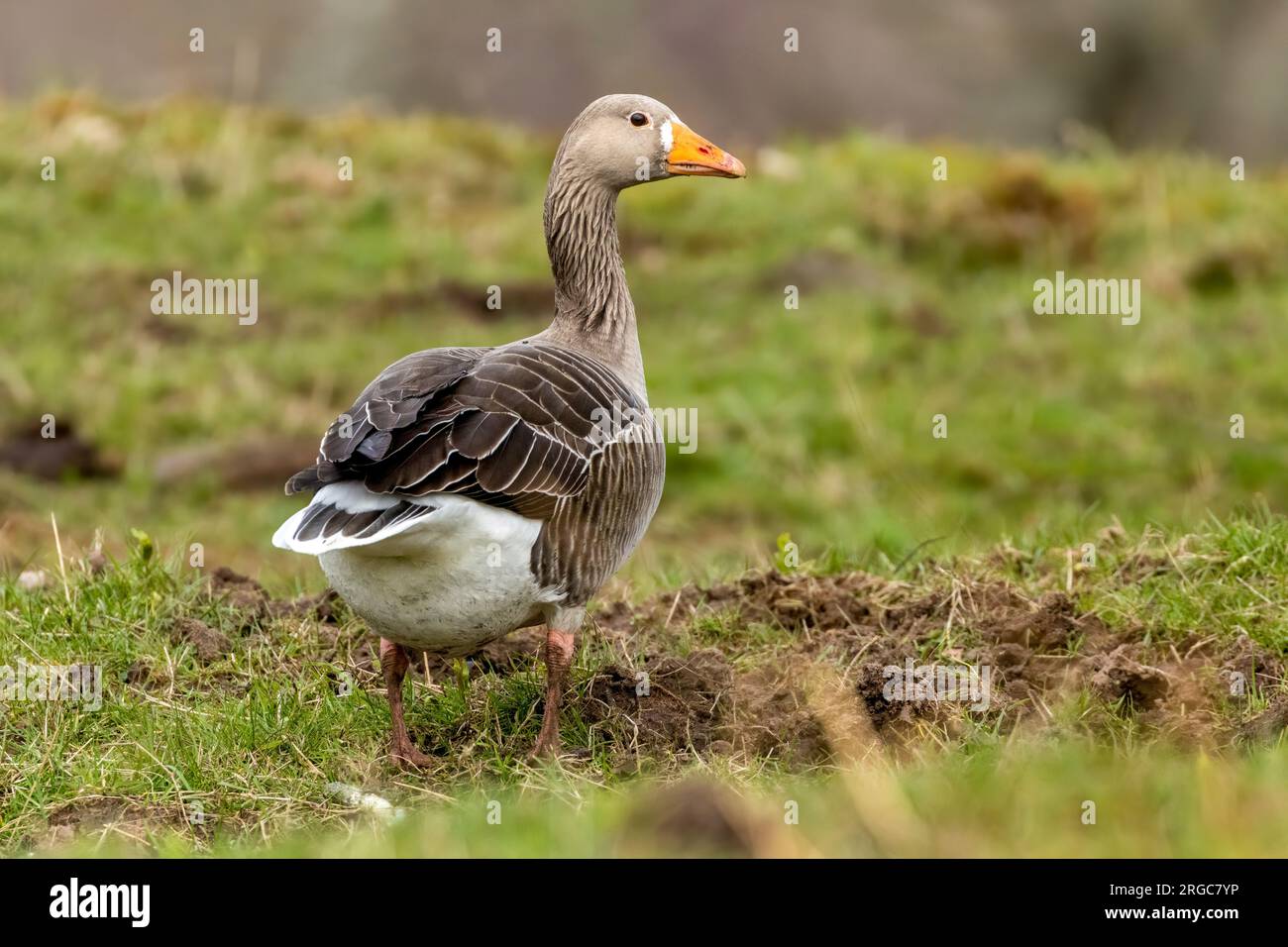 Foraging grass field wildlife bird hi-res stock photography and images ...
