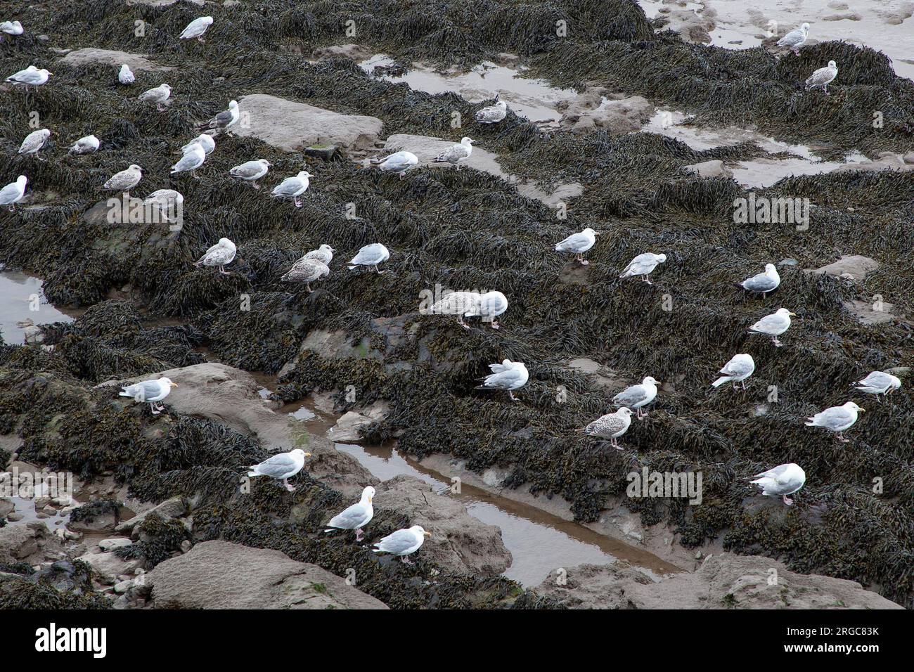Gulls, in Clevedon Somerset Stock Photo - Alamy