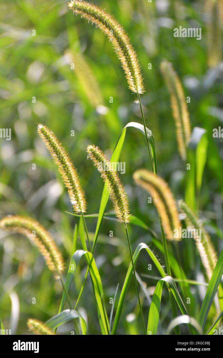 Setaria viridis hi-res stock photography and images - Alamy