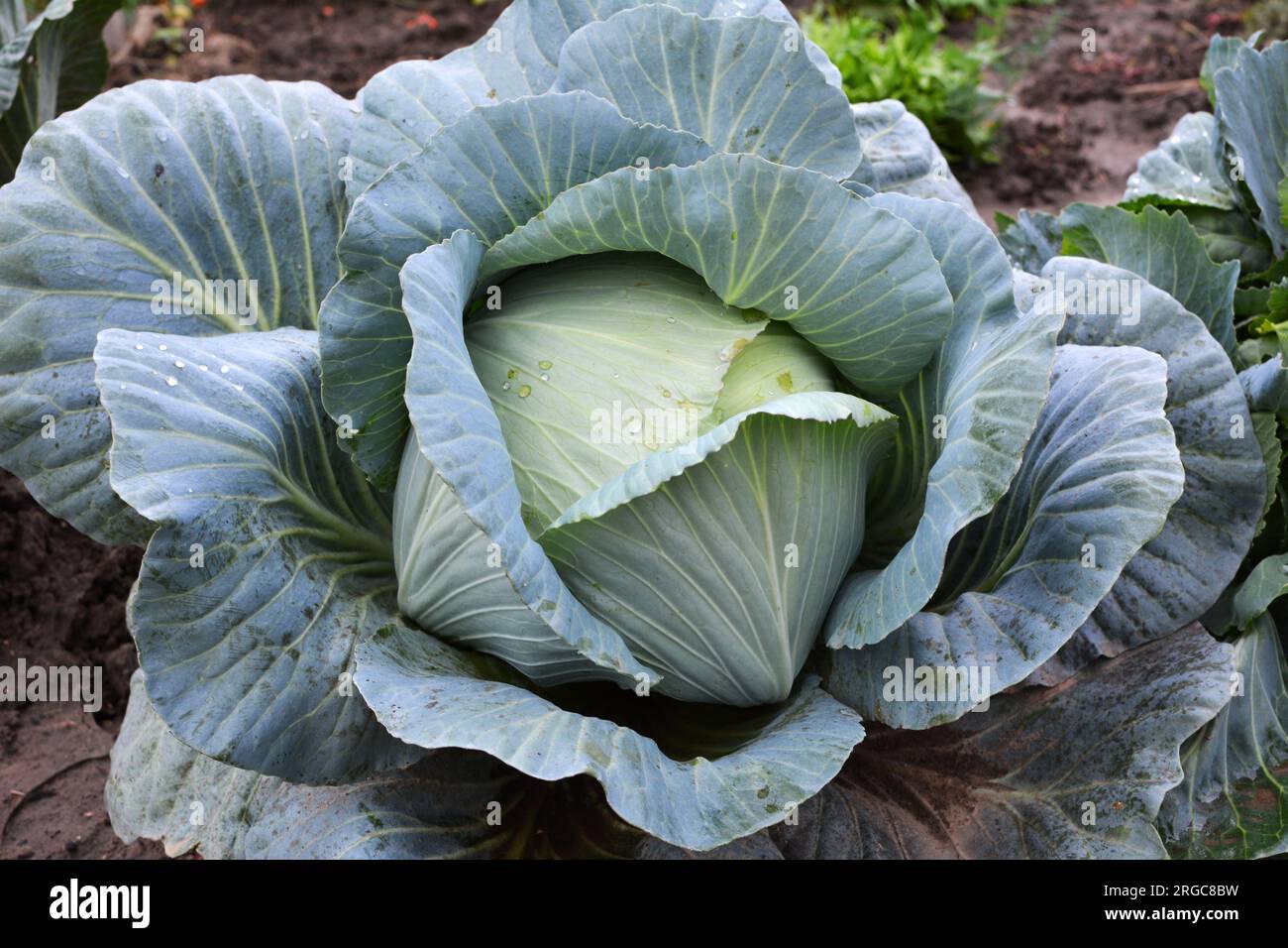 Cabbage grows in the organic open ground in the garden Stock Photo - Alamy