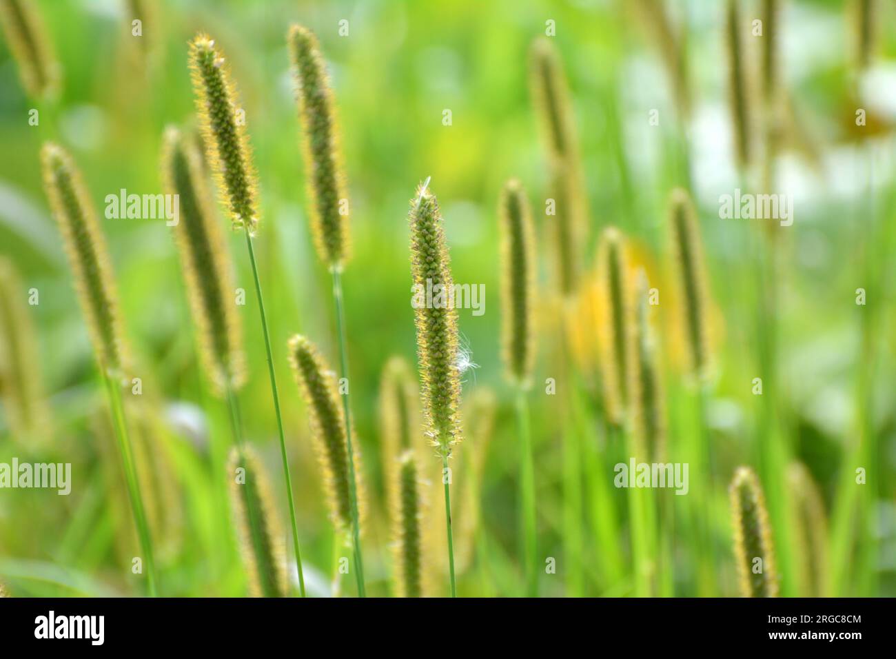 Setaria grows in the field in nature Stock Photo - Alamy