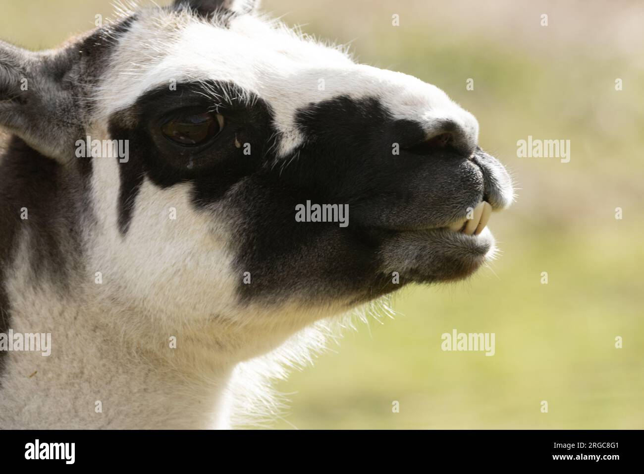 Close up of a black and white llama with big ears pulling a face Stock ...