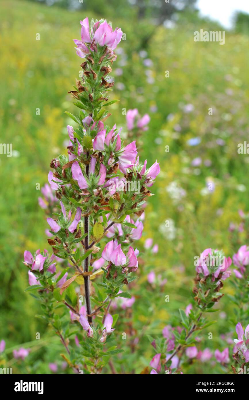Ononis spinosa grows among grasses in the wild Stock Photo - Alamy