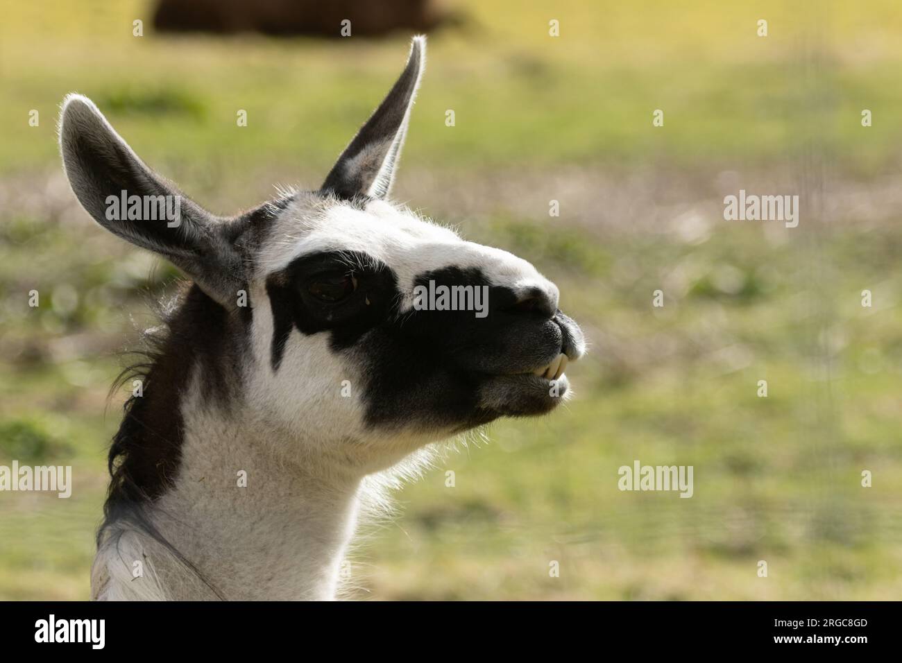 Close up of a black and white llama with big ears pulling a face Stock ...