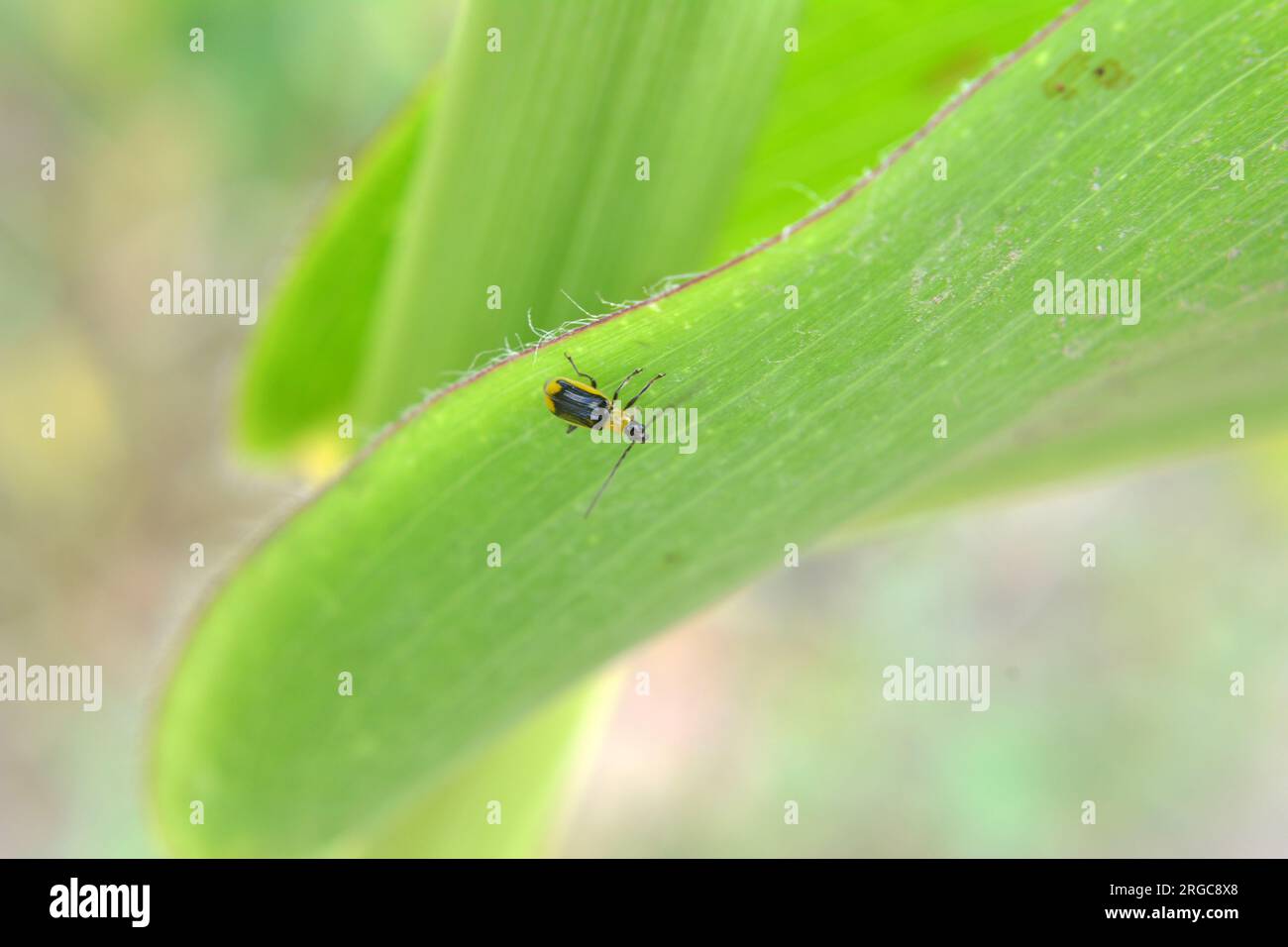 The plant is a harmful insect - Western corn beetle (Diabrotica ...