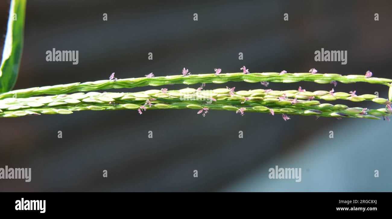 In the wild, Digitaria sanguinalis grows in the field like a weed Stock ...