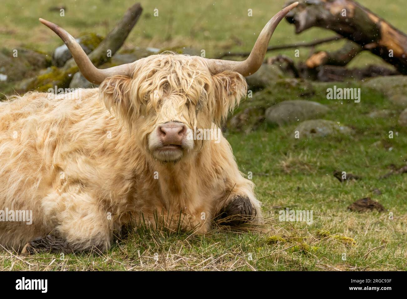 Scottish highland cow with big horns in a field Stock Photo - Alamy