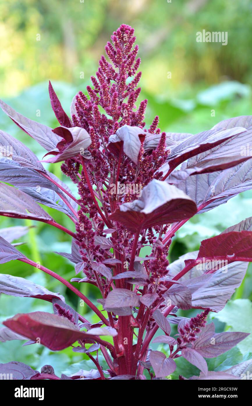 In the summer, amaranth blooms in the garden Stock Photo - Alamy