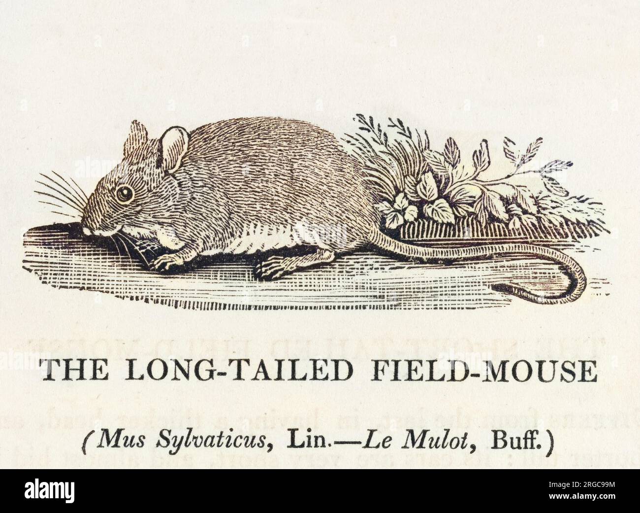 mus sylvaticus - the LONG- TAILED FIELD-MOUSE : this is the Country ...