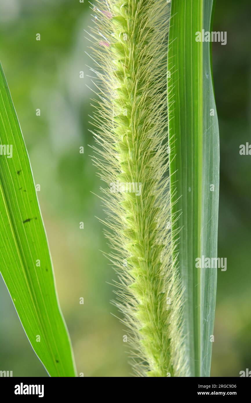 Setaria viridis hi-res stock photography and images - Alamy