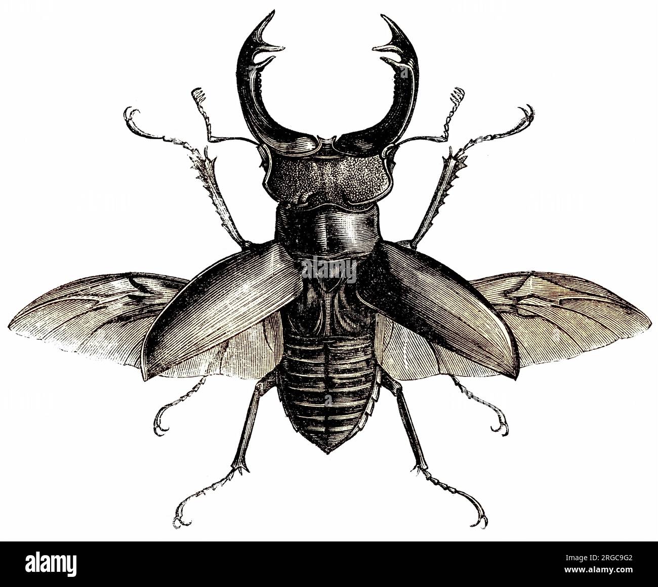 A rather handsome stag beetle spreads its wings Stock Photo - Alamy
