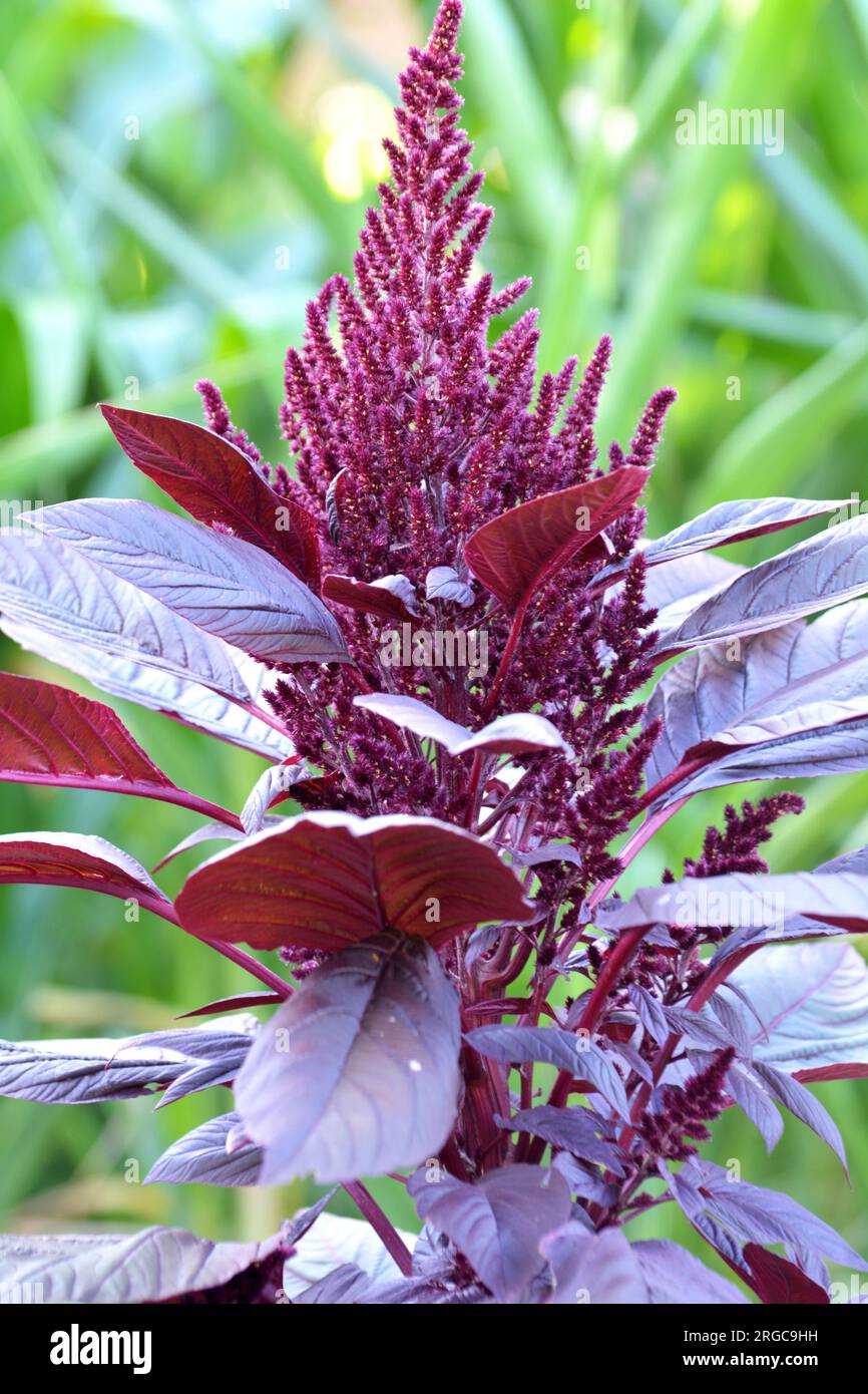 In the summer, amaranth blooms in the garden Stock Photo - Alamy