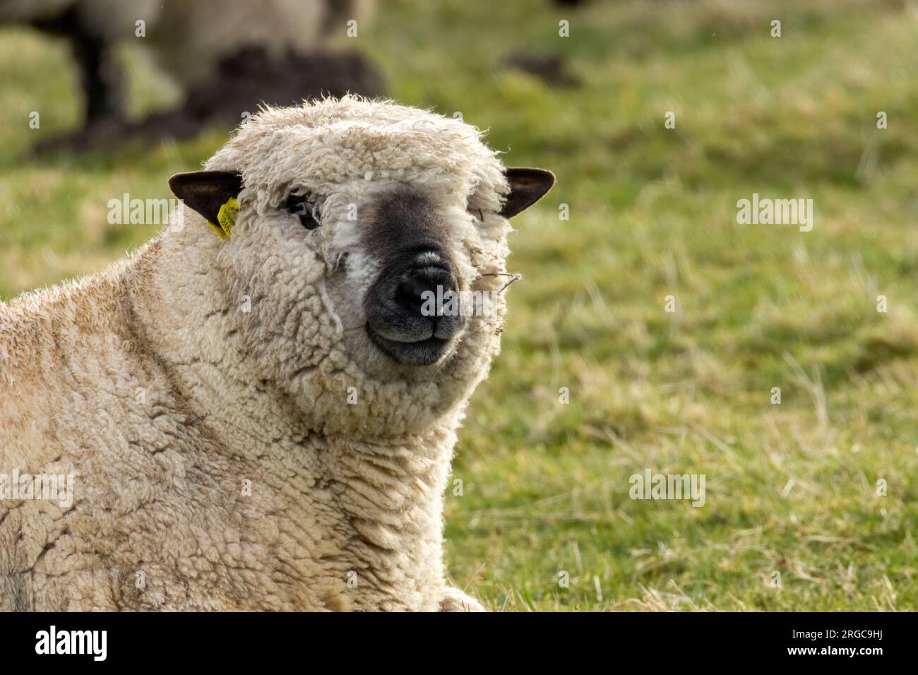Woolly sheep face hi-res stock photography and images - Alamy