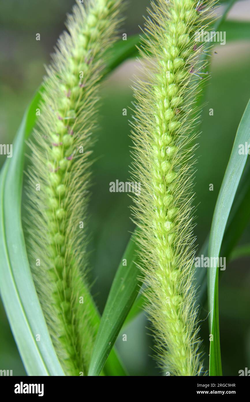 Setaria viridis hi-res stock photography and images - Alamy