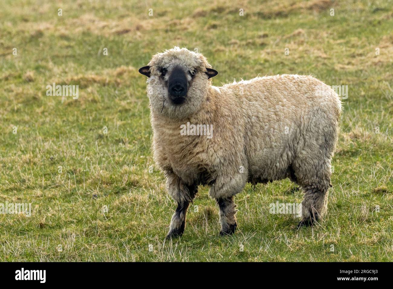 Very woolly sheep with back face and black ears in a green field Stock ...