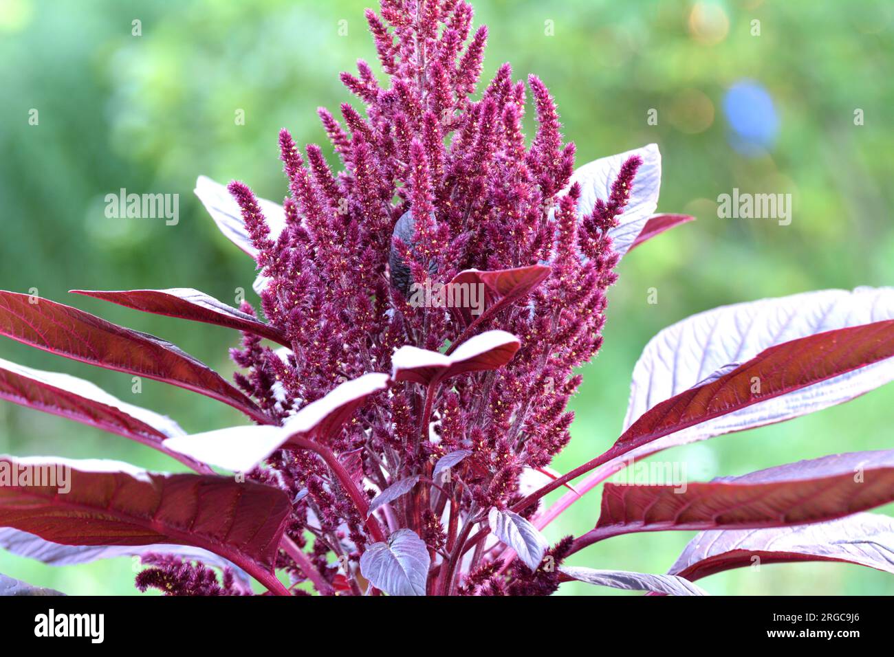 In the summer, amaranth blooms in the garden Stock Photo - Alamy
