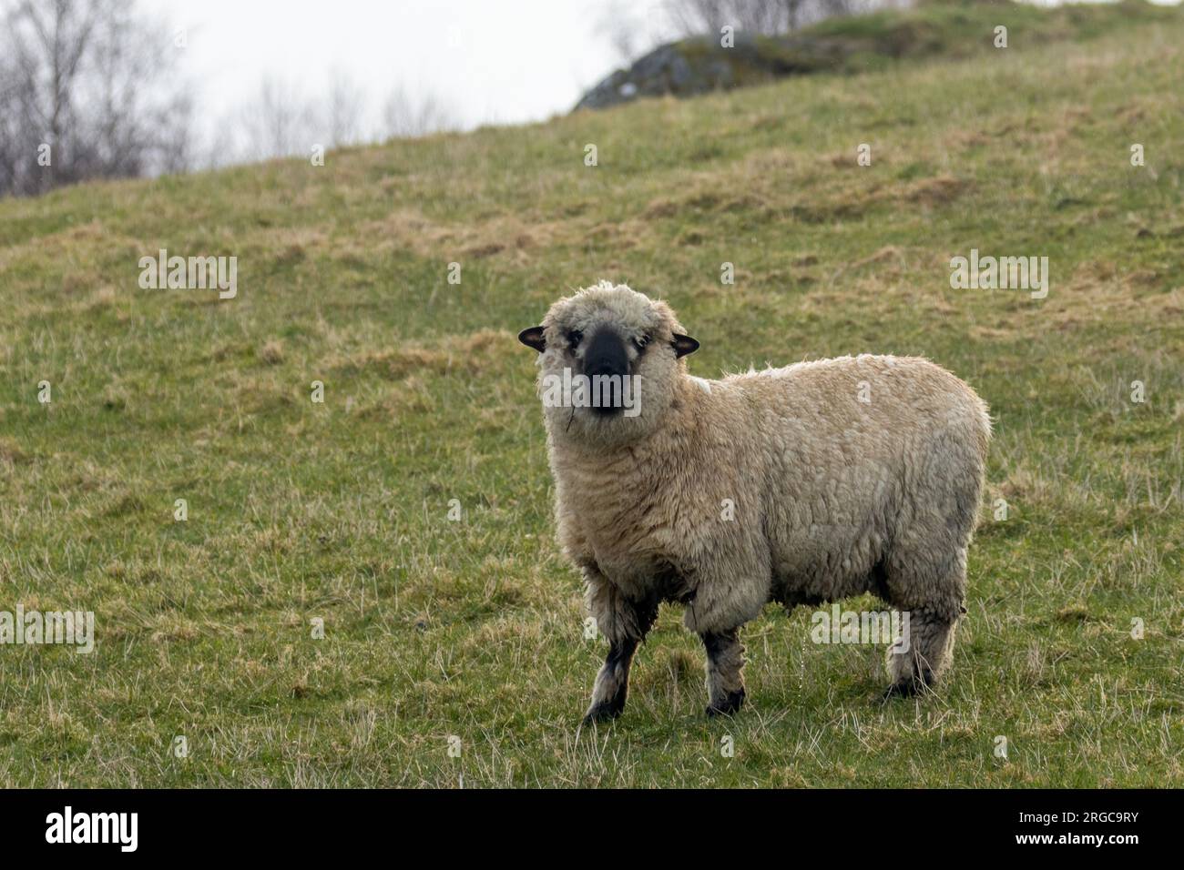 Woolly sheep face hi-res stock photography and images - Alamy