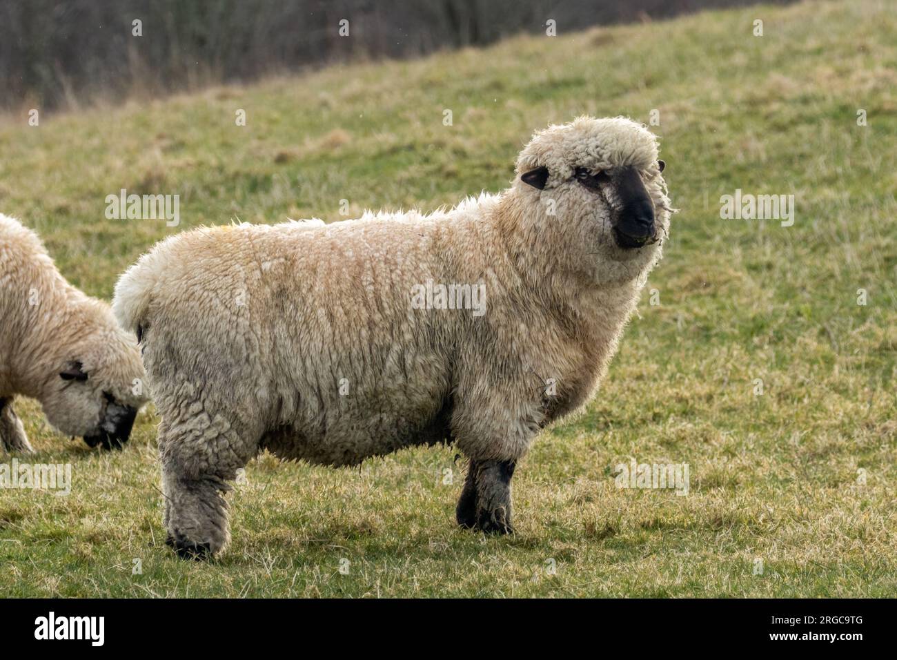 Very woolly sheep with back face and black ears in a green field Stock ...