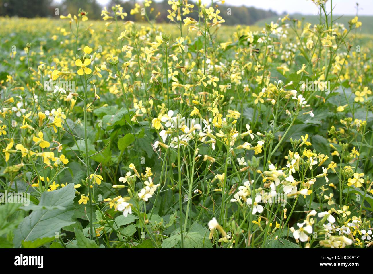 Mustard grows on the farm field, which will be used as a green organic ...