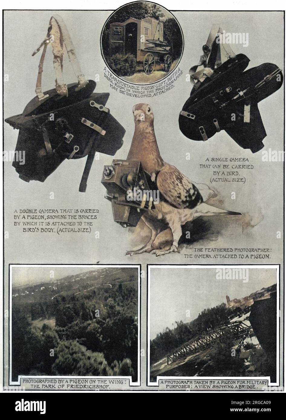A pigeon as a military spy. A camera small enough to be attached on a ...