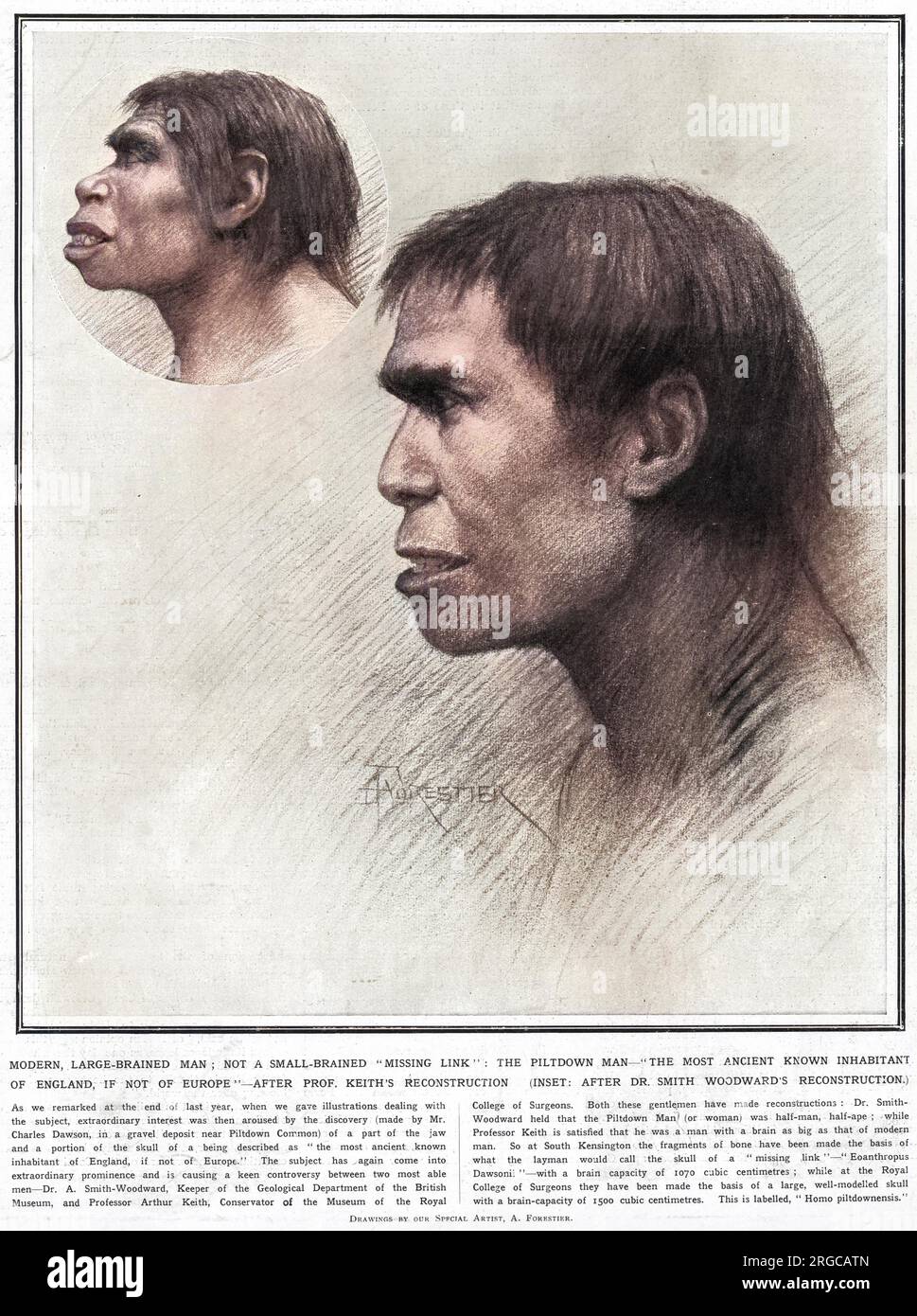 The Piltdown man sketched by A. Forestier after Professor Keith's ...