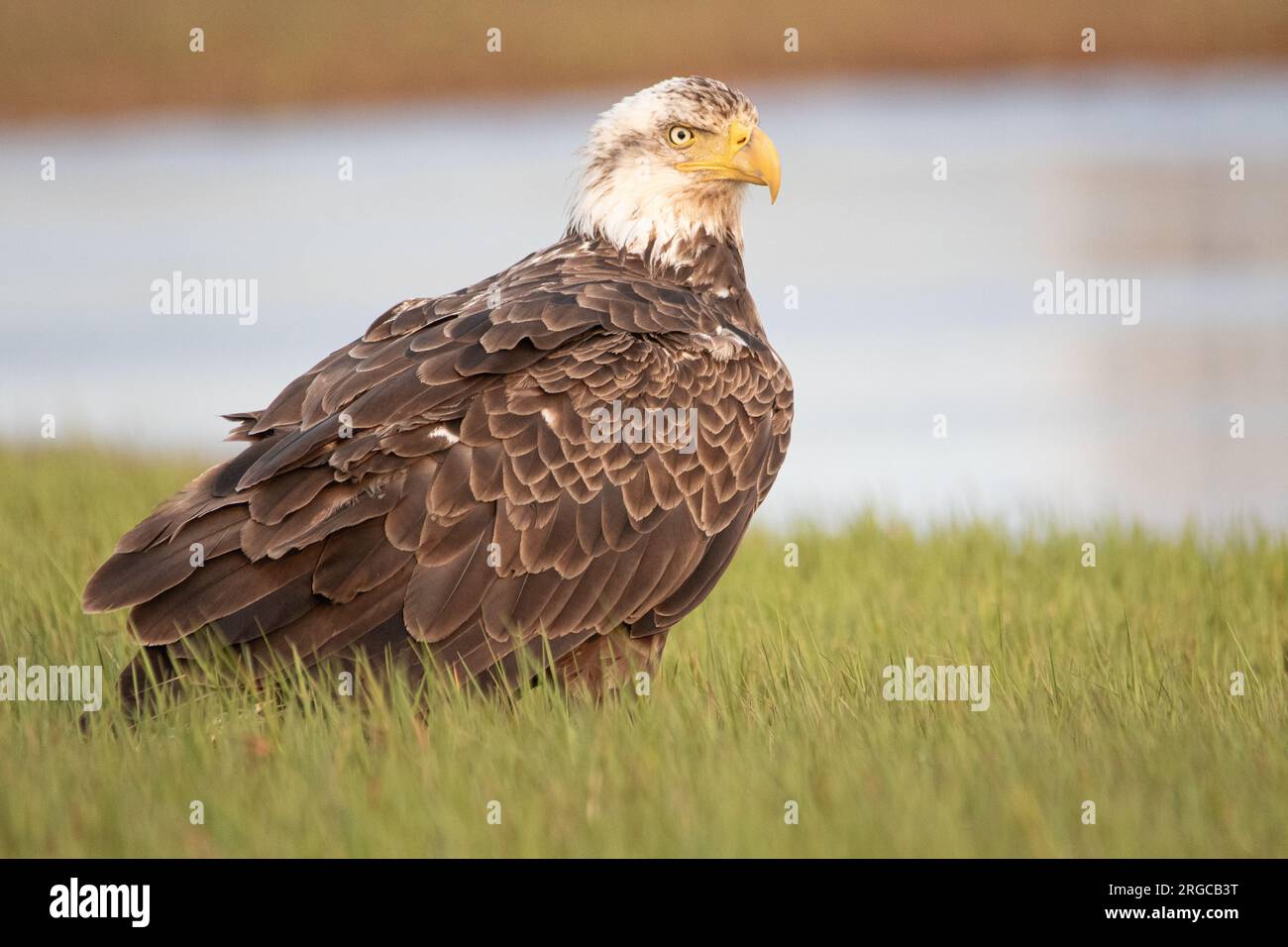 Feathered majesty in nature hi-res stock photography and images - Alamy
