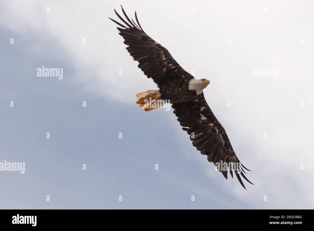 Immature bald eagle watching hi-res stock photography and images - Alamy