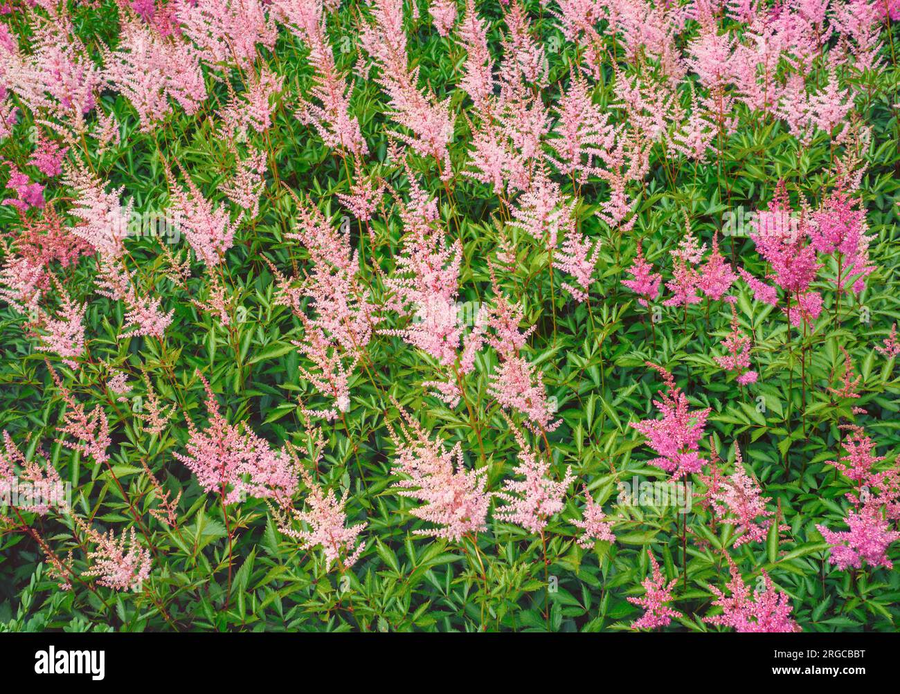 Abundant diagnol rows of light and dark pink astilbes create a natural ...