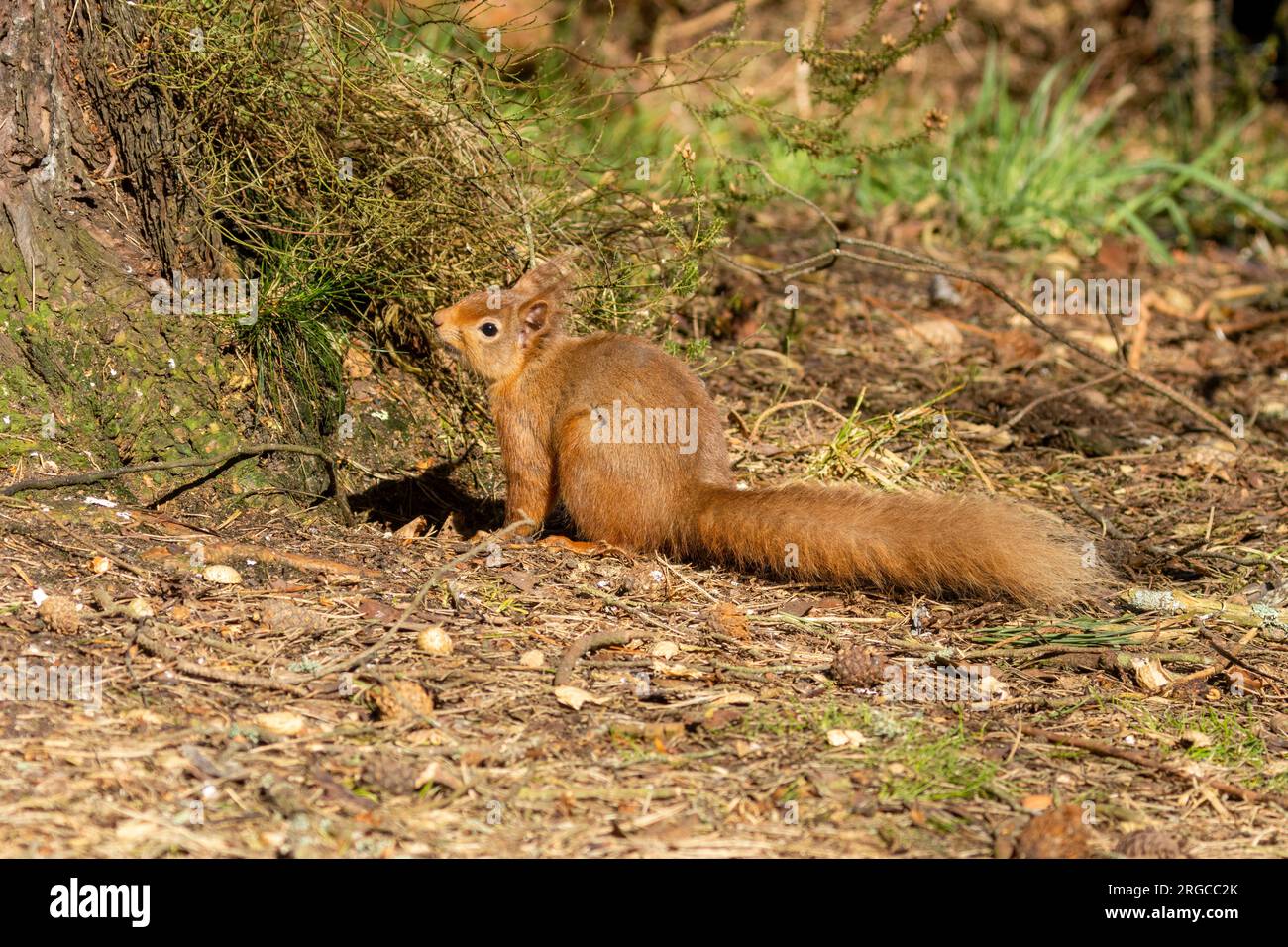 Tufty red squirrel ears hi-res stock photography and images - Alamy