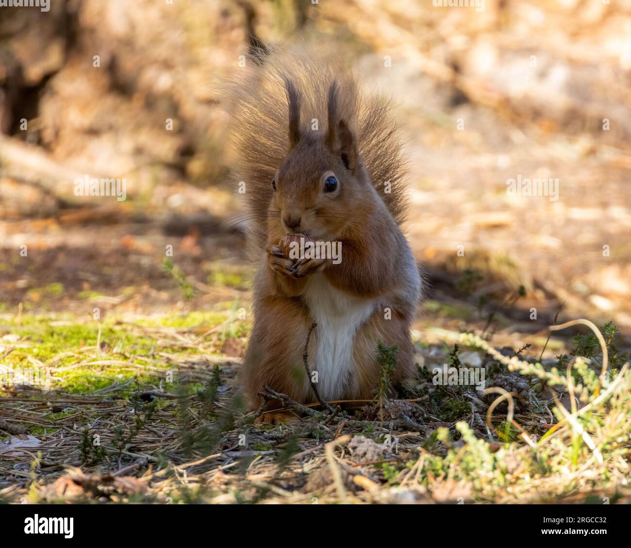 Cute little scottish red squirrel with tufty ears in the woodland Stock ...