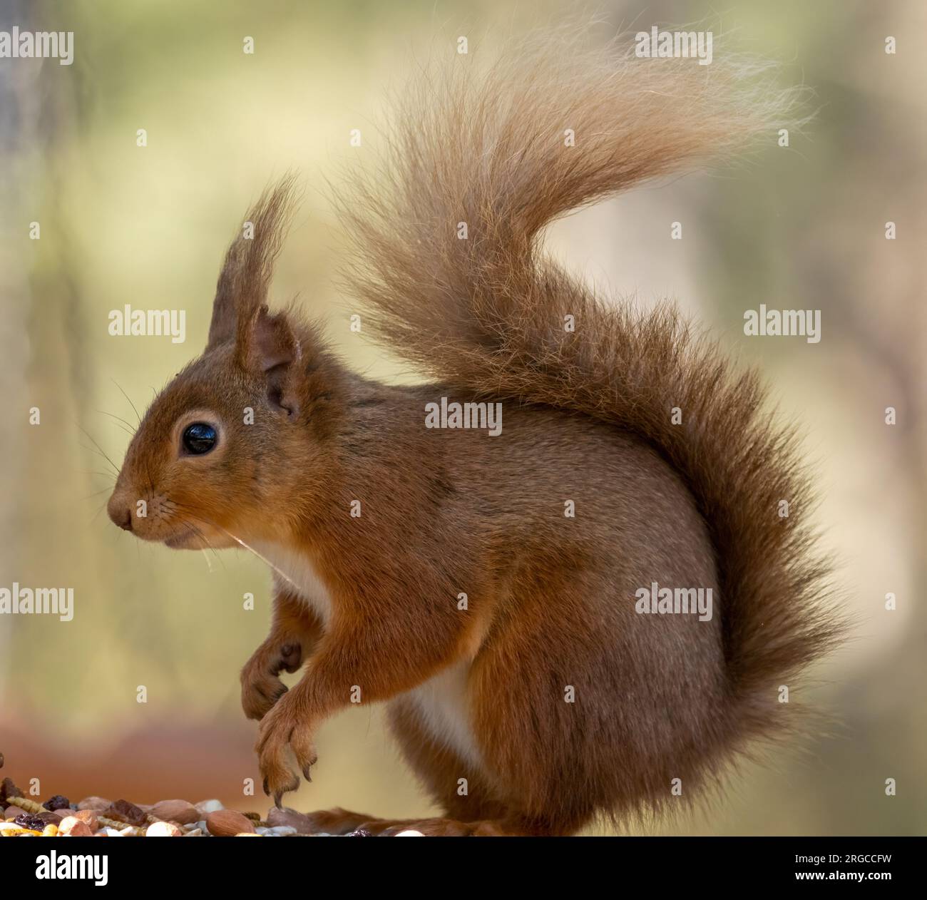 Cute little scottish red squirrel with tufty ears in the woodland Stock ...