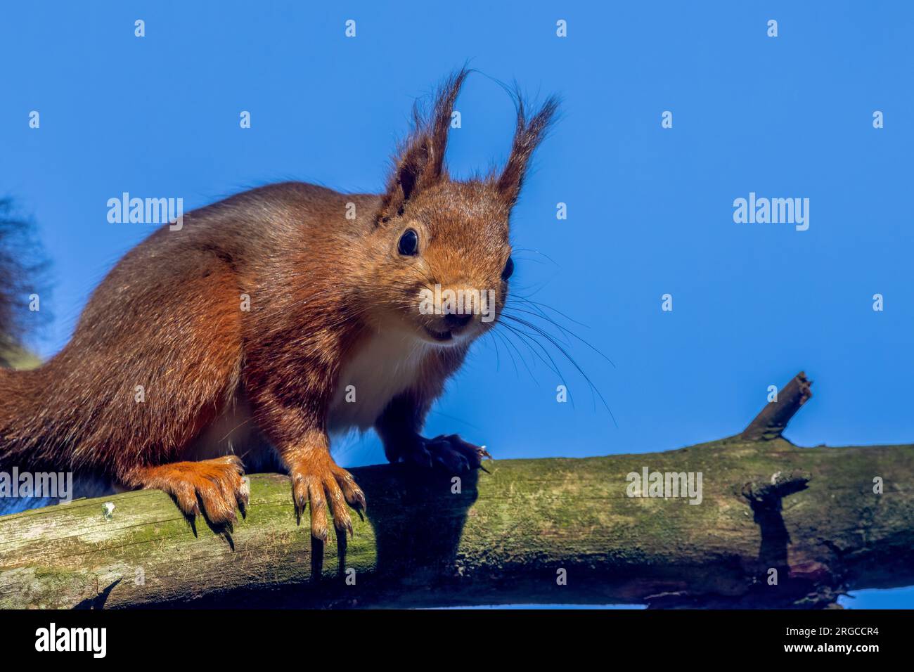 Tufty red squirrel ears hi-res stock photography and images - Alamy