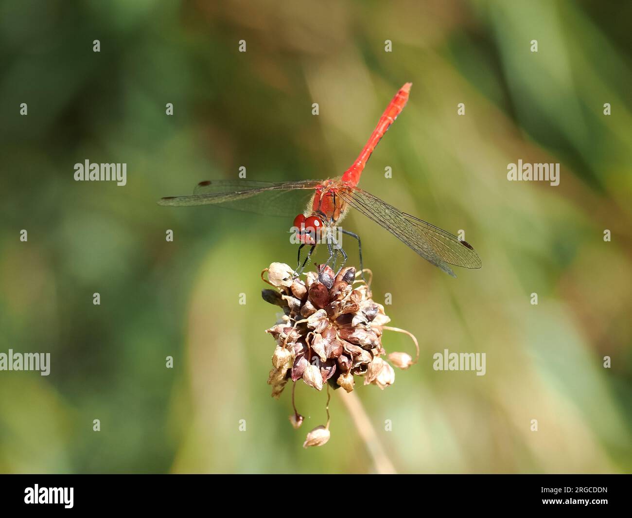 Alfoldi szitakoto hi-res stock photography and images - Alamy